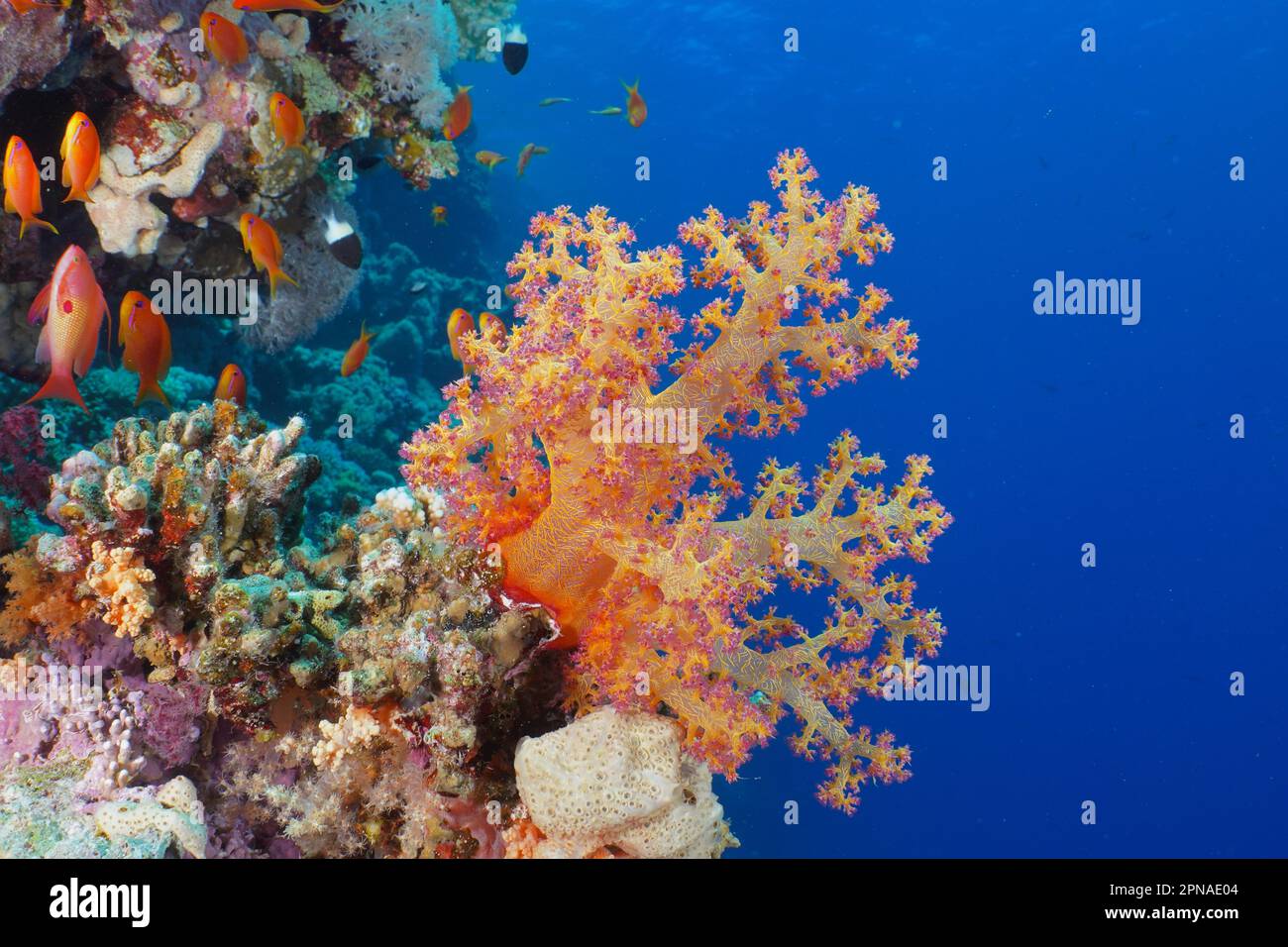 Hemprich's tree coral (Dendronephthya hemprichi) and group of sea ...