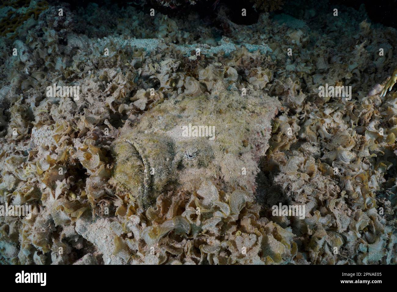 A well-camouflaged (Synanceia verrucosa) stonefish lies in wait among ...