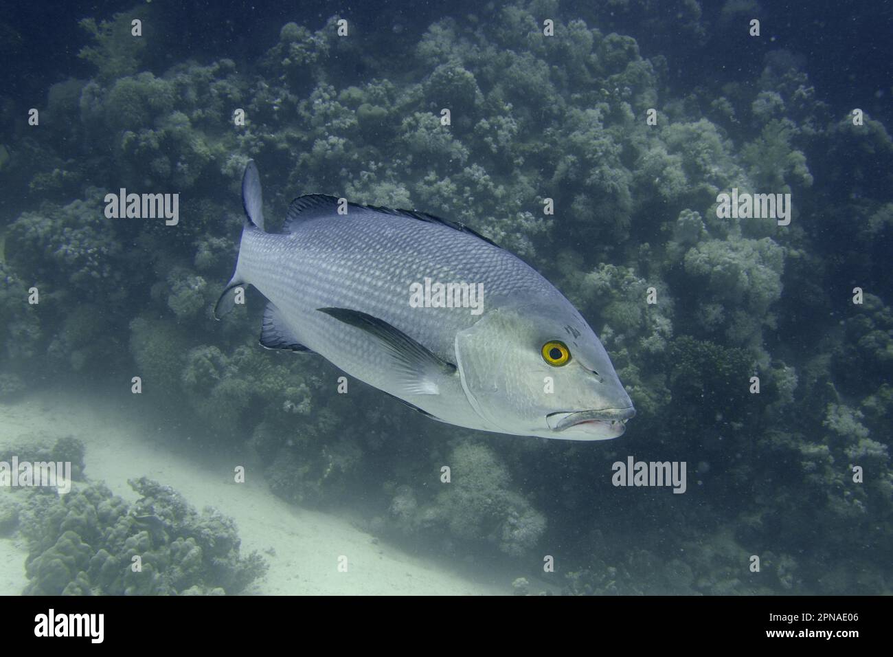 Two-spot red snapper (Lutjanus bohar), Dive Site House Reef, Mangrove ...