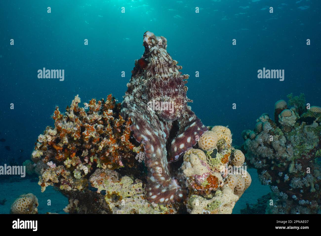 Big blue octopus (Octopus cyaneus) in the evening light. Dive site ...
