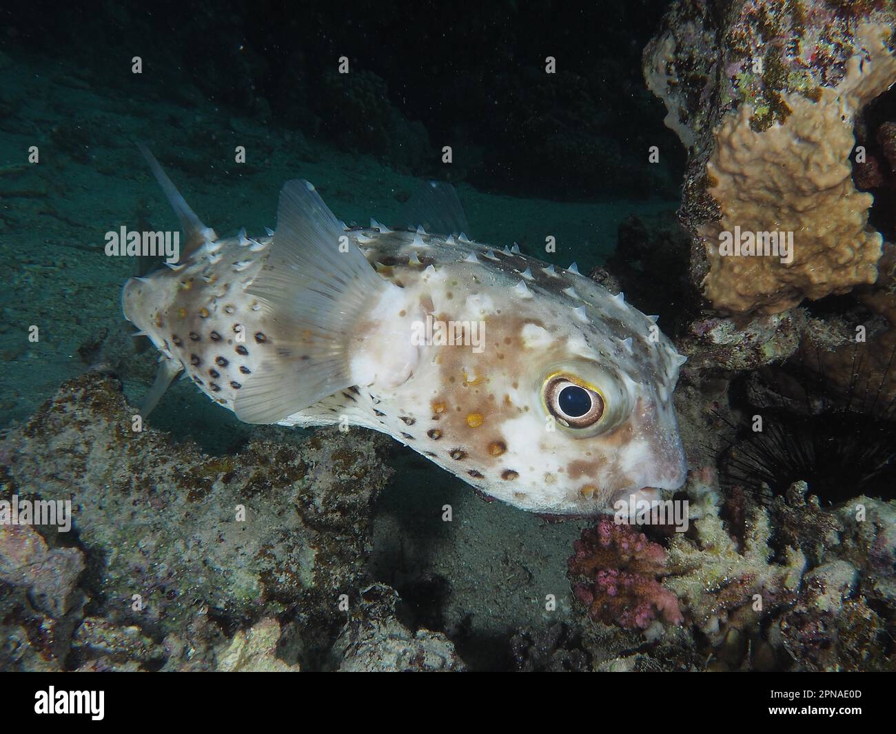 Spotbase burrfish (Cyclichthys spilostylus) at night. Dive site House ...