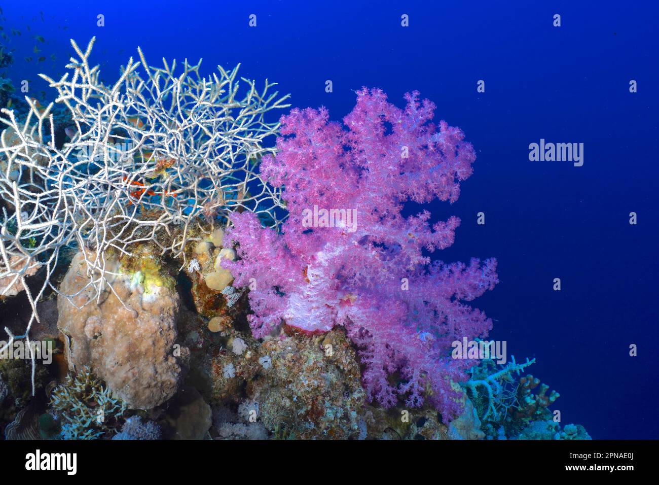 Hemprich's Tree Coral (Dendronephthya hemprichi), Dive Site House Reef ...