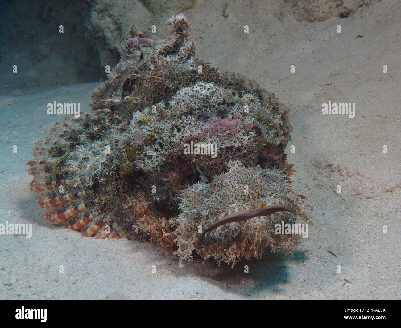 A tassled scorpionfish (Scorpaenopsis oxycephala) resting in the sand ...