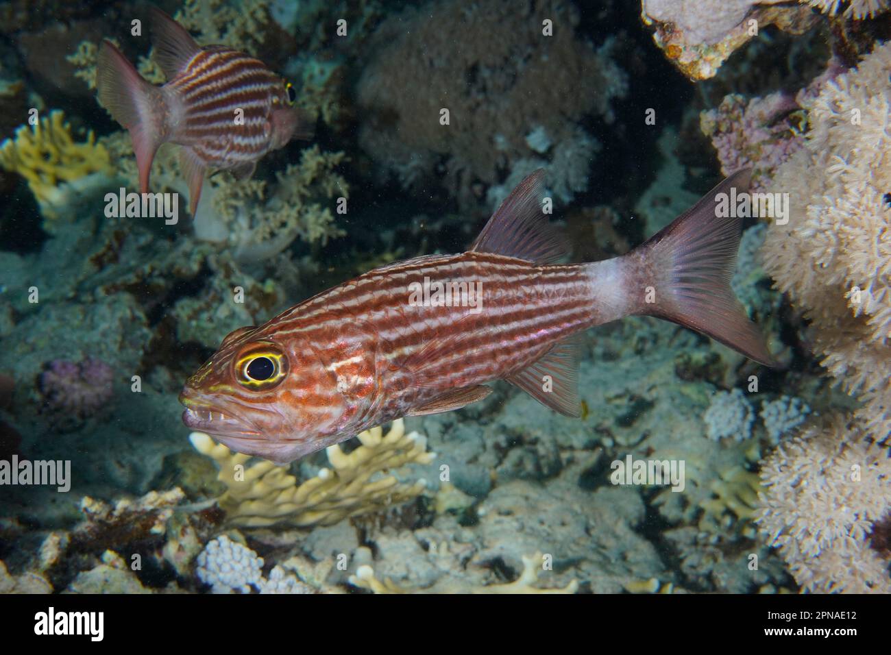 Largetoothed cardinalfish (Cheilodipterus macrodon), Dive Site House ...