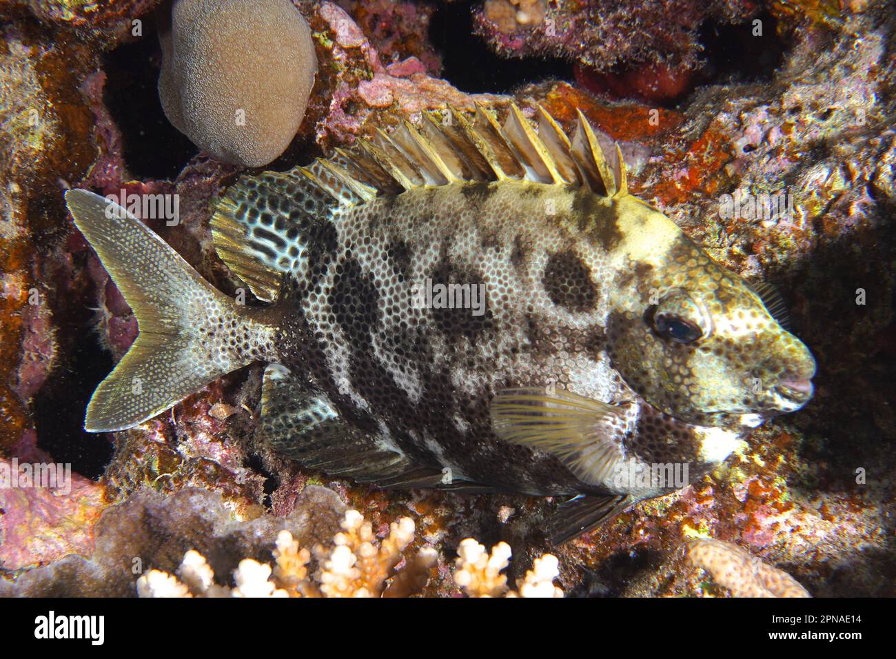 Spotted rabbitfish (Siganus stellatus laqueus), rabbitfish, night ...