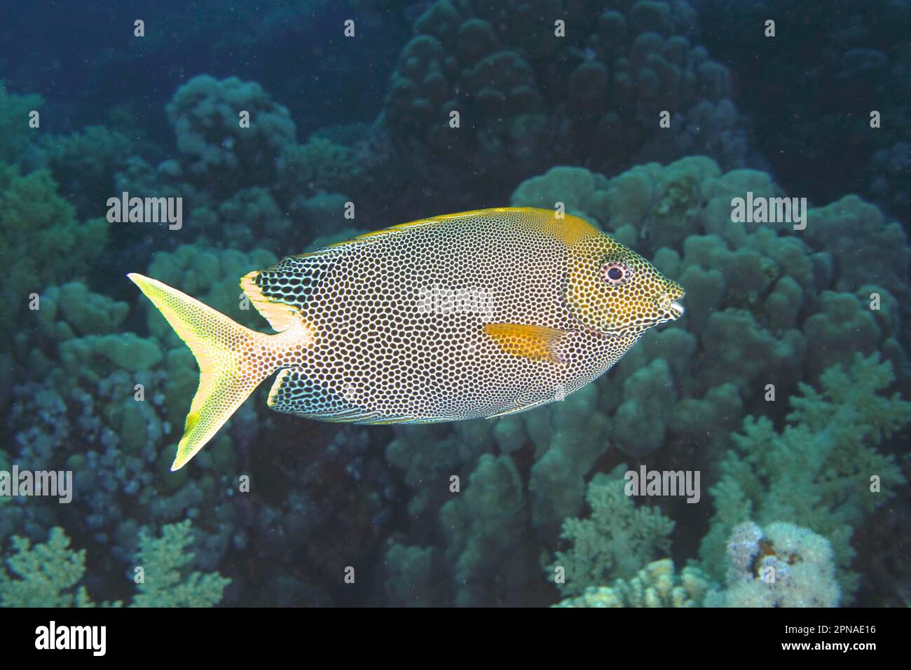Spotted rabbitfish (Siganus stellatus laqueus), Rabbitfish, Dive Site ...