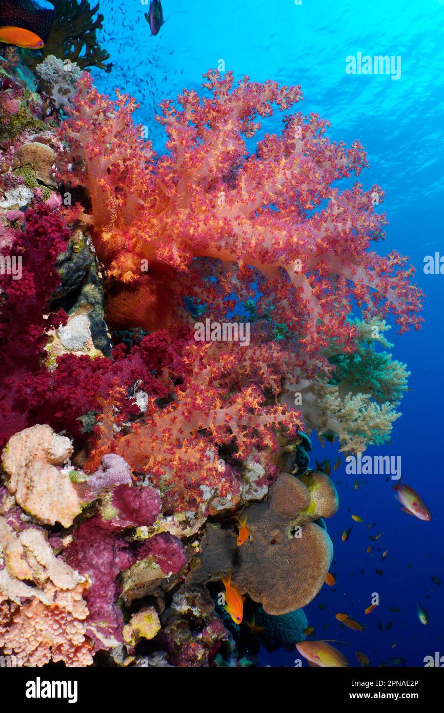 Hemprich's tree coral (Dendronephthya hemprichi) and group of sea ...