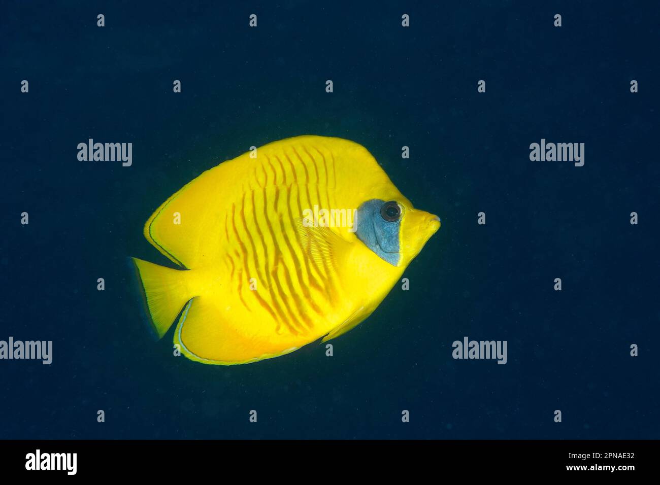 Bluecheek butterflyfish (Chaetodon semilarvatus) in front of a solid ...