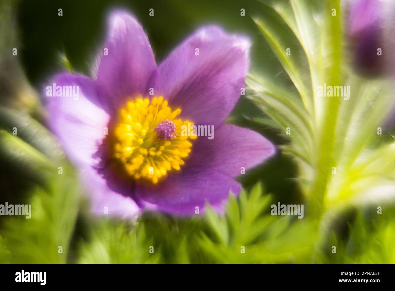 Common pasque flower (Pulsatilla vulgaris) or cow pasque flower ...