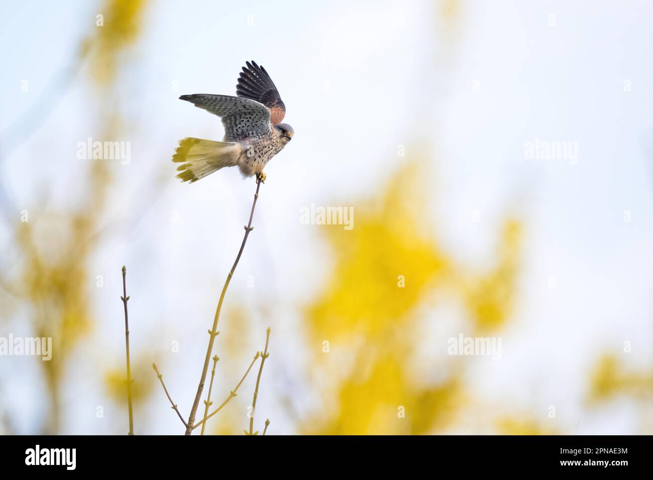 Common kestrel (Falco tinnunculus), male, taking off from the top of a ...