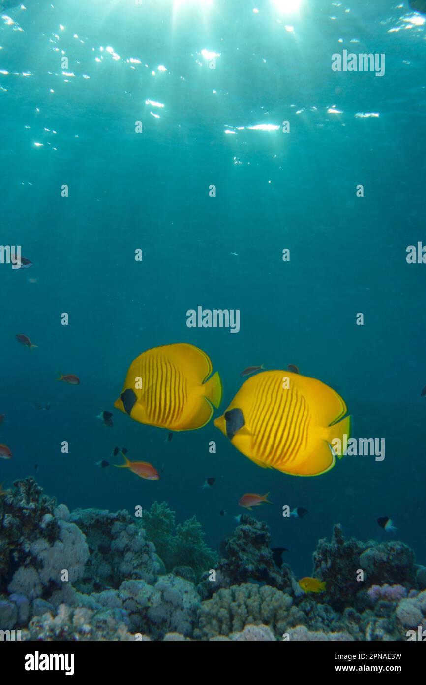 Pair of bluecheek butterflyfish (Chaetodon semilarvatus), in evening ...