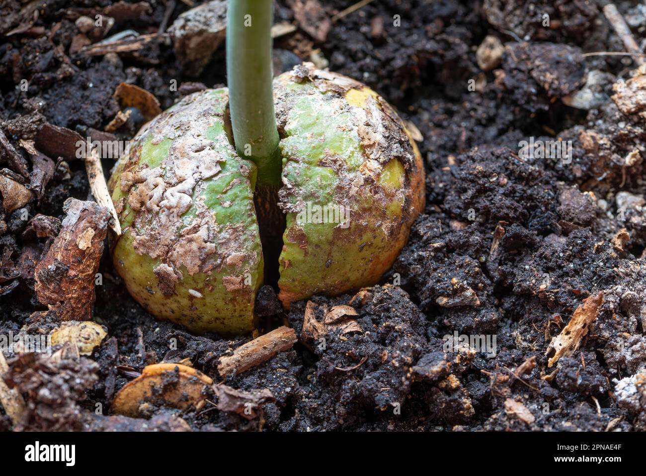 Avocado kernel hi-res stock photography and images - Alamy