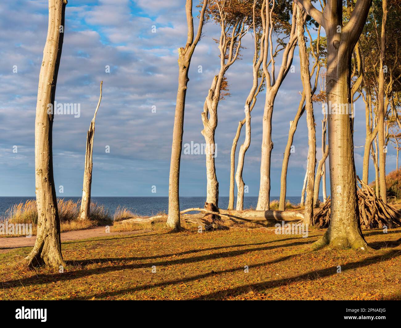 The Ghost Forest of Nienhagen on the Baltic Sea coast, Nienhagen ...
