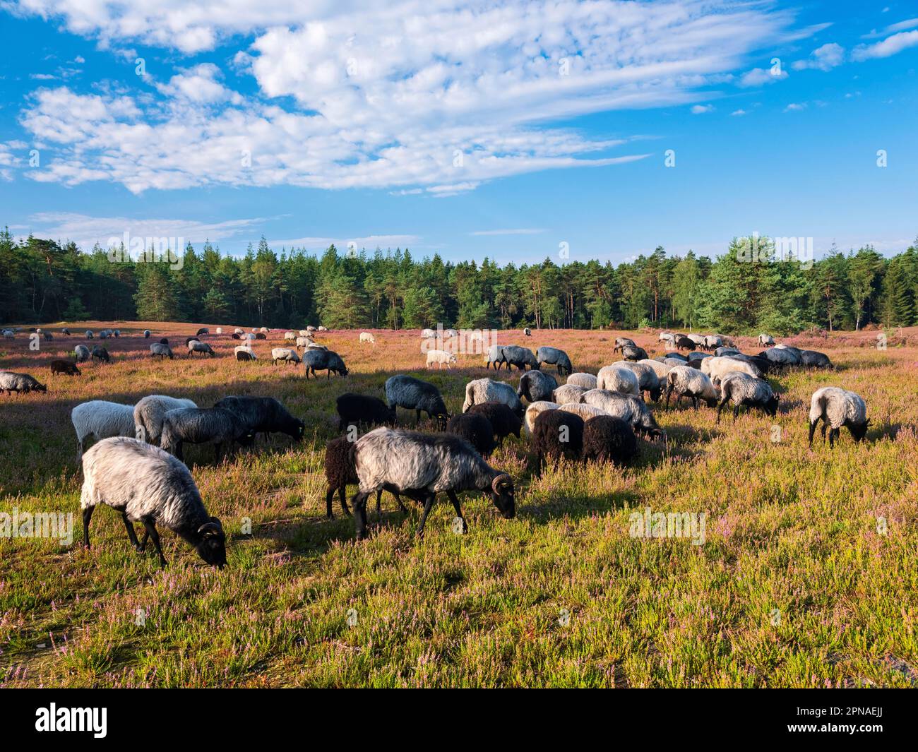 Typical heath landscape with flowering heather, heath sheep grazing ...