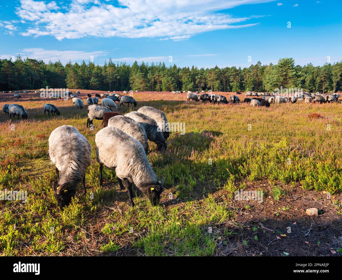Typical heath landscape with flowering heather, heath sheep grazing ...