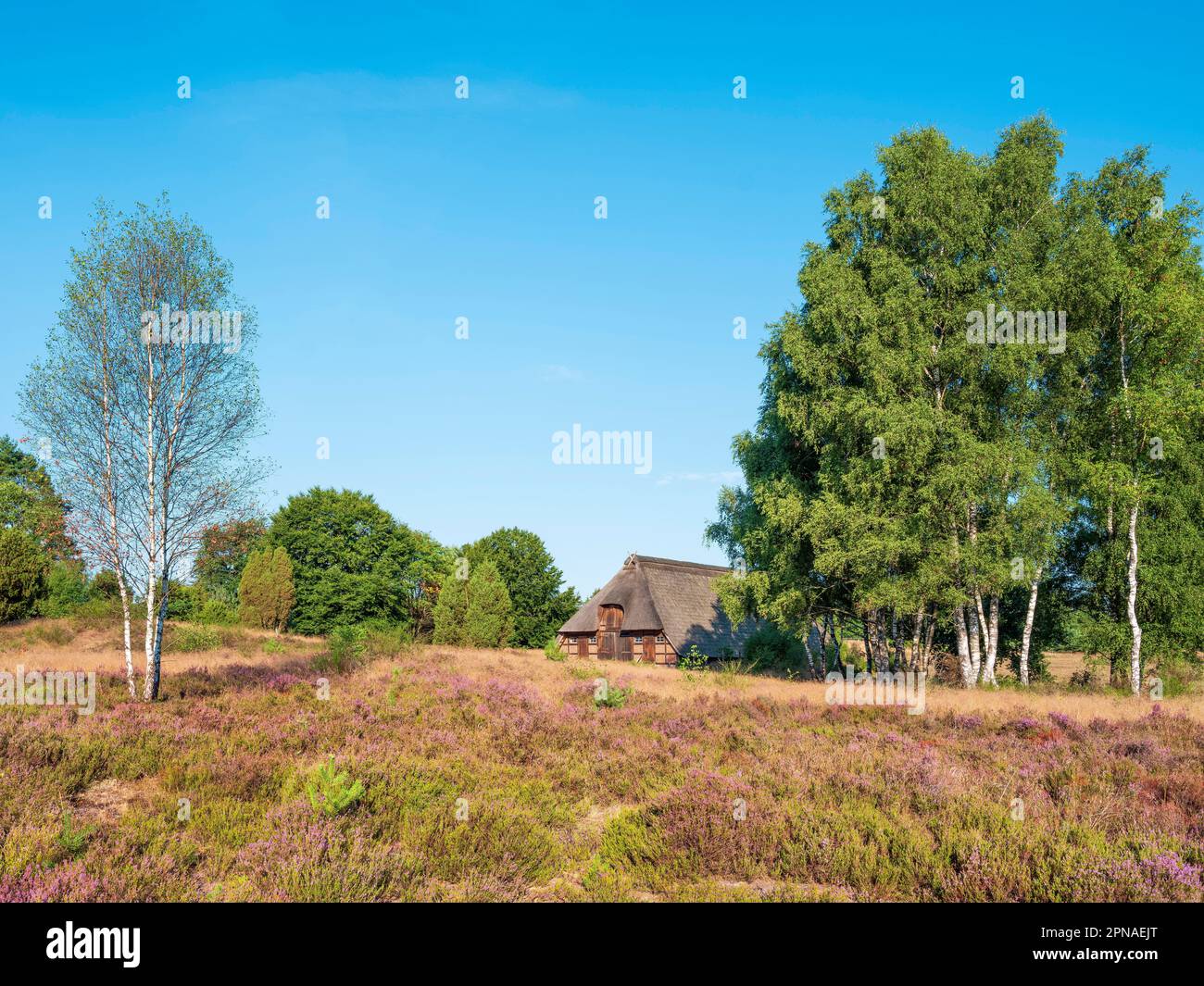 Typical heath landscape with flowering heather, birch trees and ...