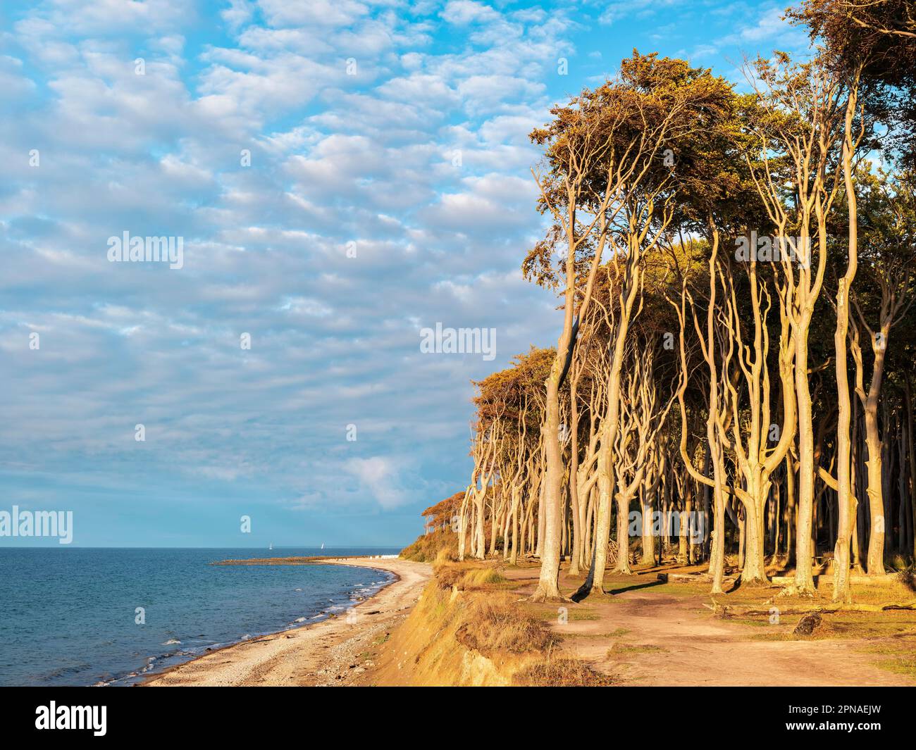 The Ghost Forest of Nienhagen on the Baltic Sea coast, Nienhagen ... The Ghost Forest of Nienhagen on the Baltic Sea coast, Nienhagen ...