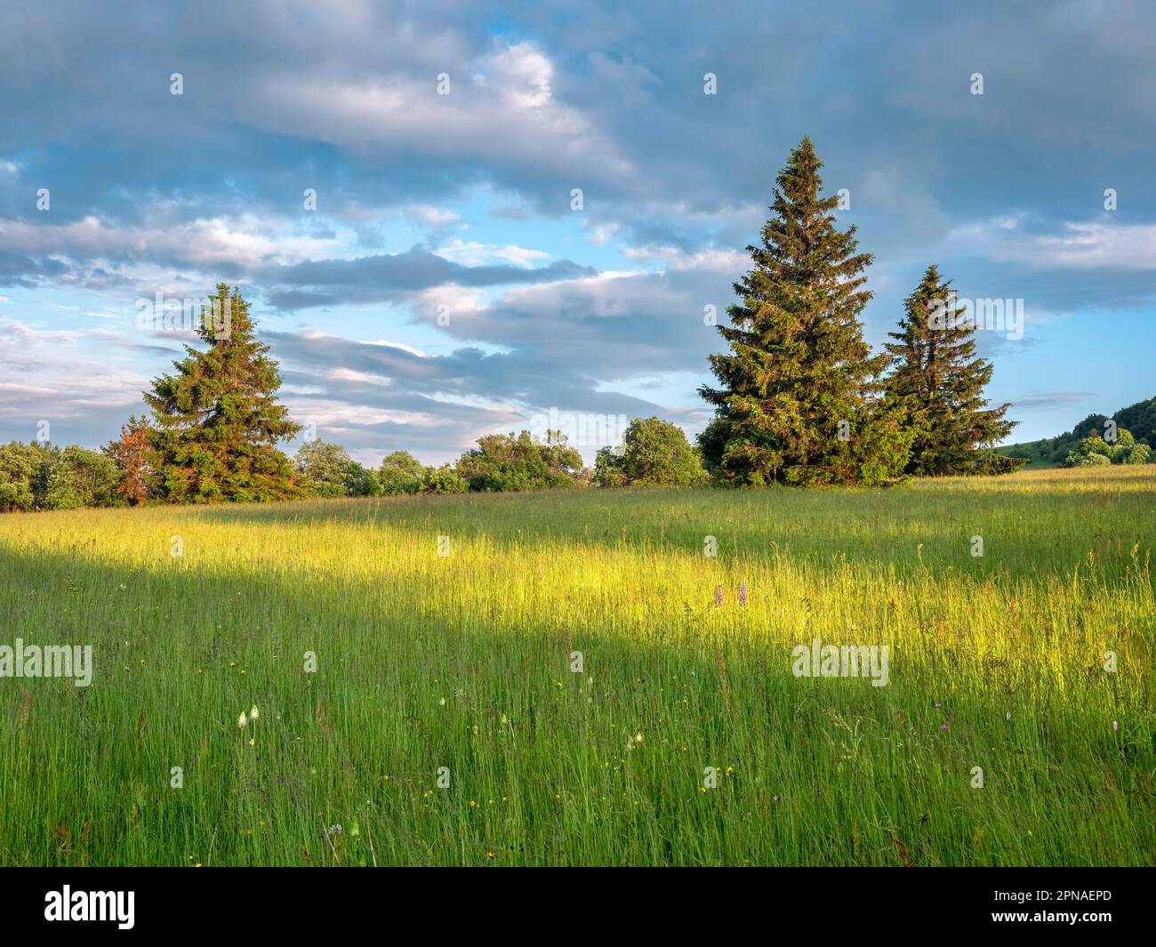 Typical landscape in the Rhoen biosphere reserve with wet meadow ...