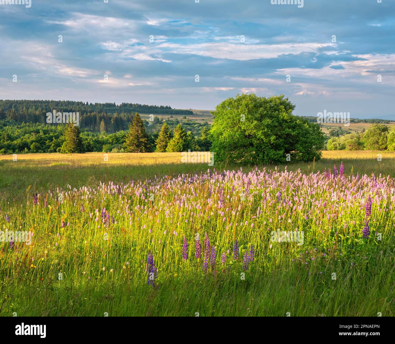 Typical landscape in the Rhoen biosphere reserve, wildflower meadow ...