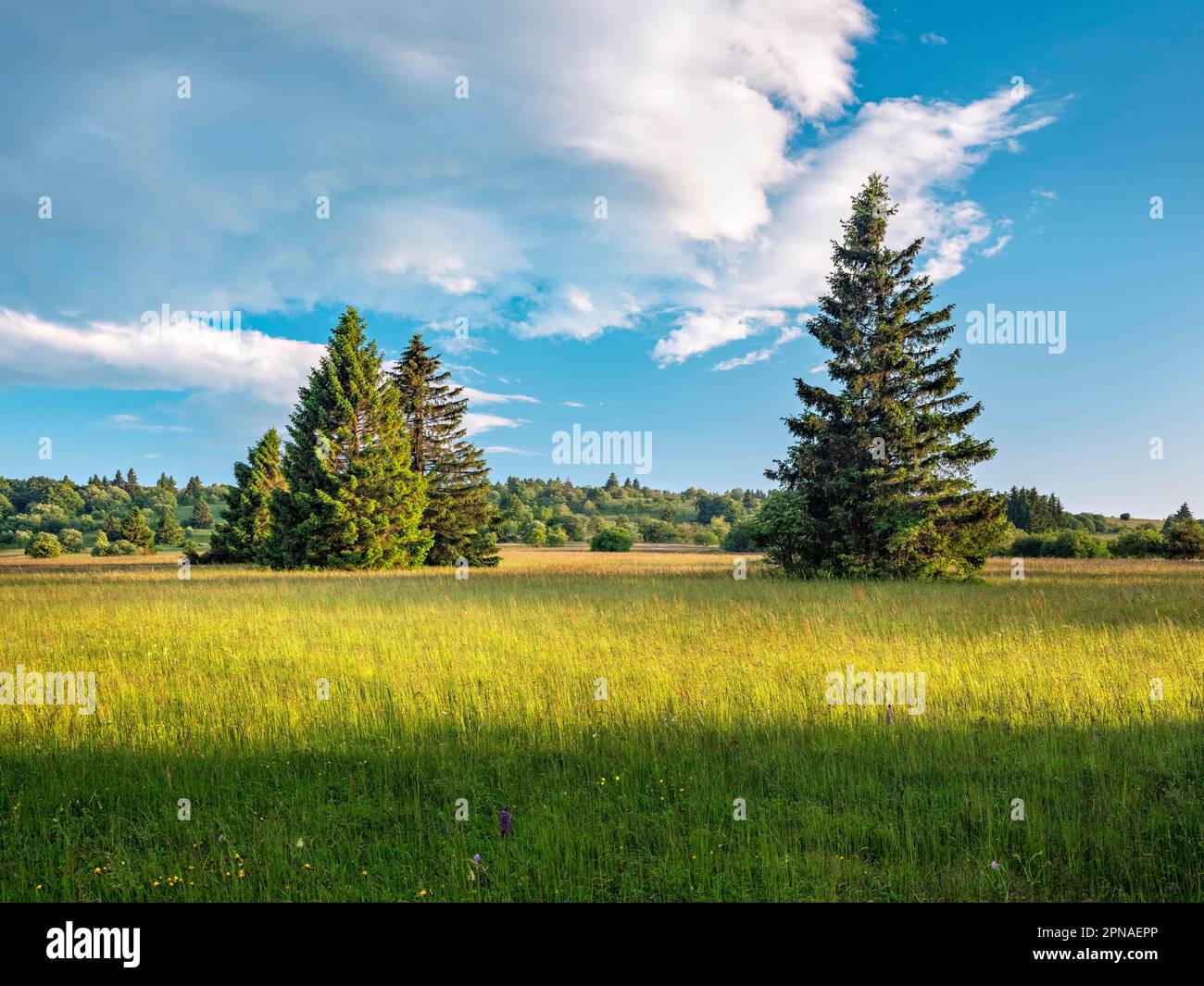 Typical landscape in the Rhoen biosphere reserve with wet meadow ...