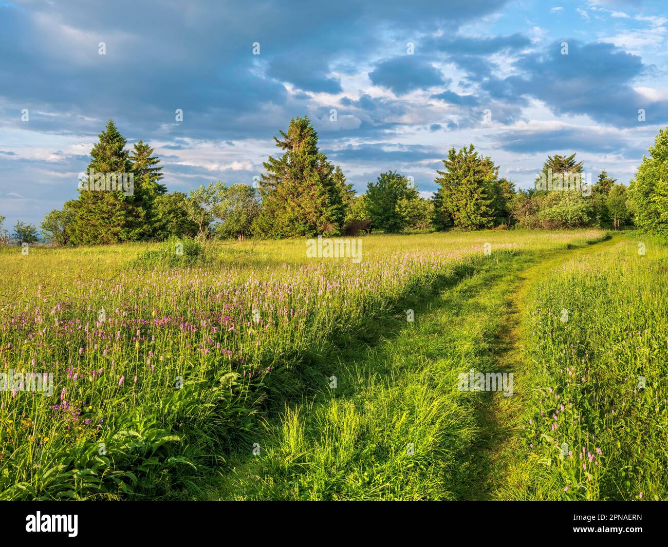 Hiking trail through typical landscape in the Rhoen biosphere reserve ...