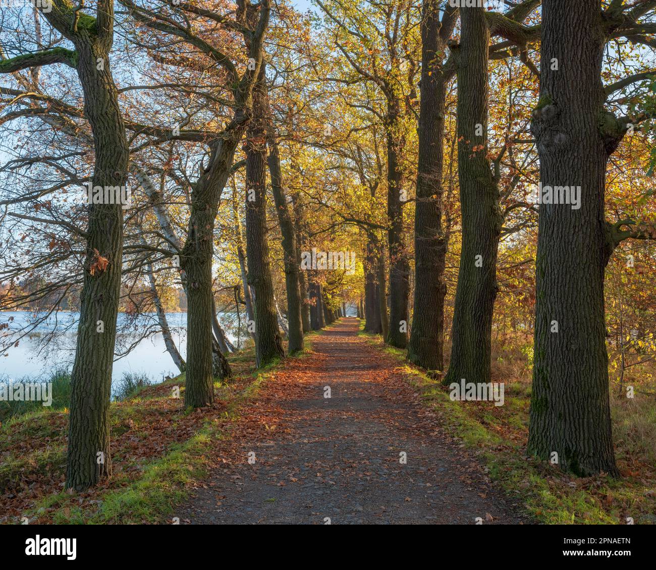 Oak avenue in the Plothen pond area, Plothen ponds, pond landscape ...