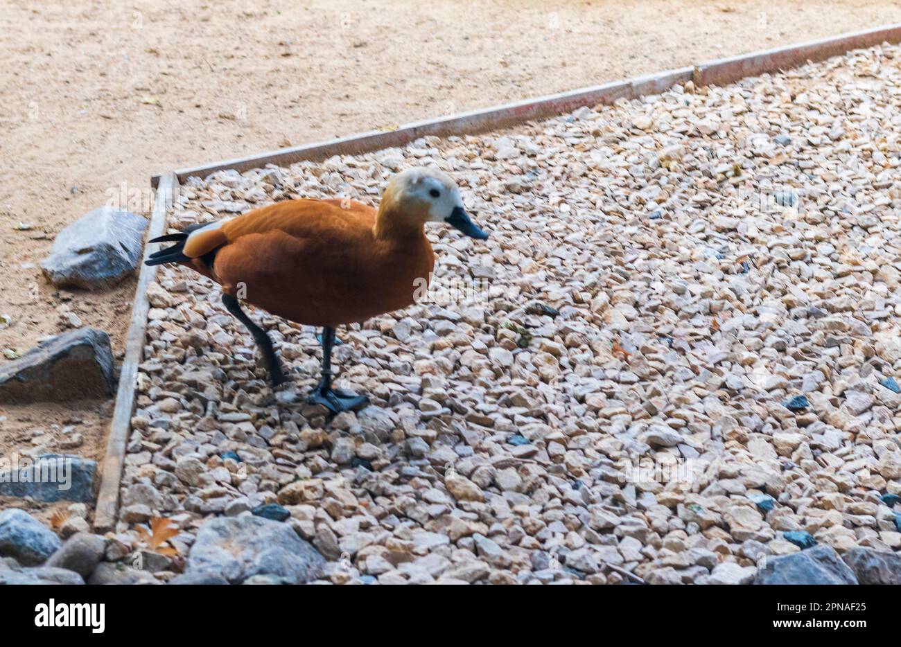 Duck shank hi-res stock photography and images - Alamy