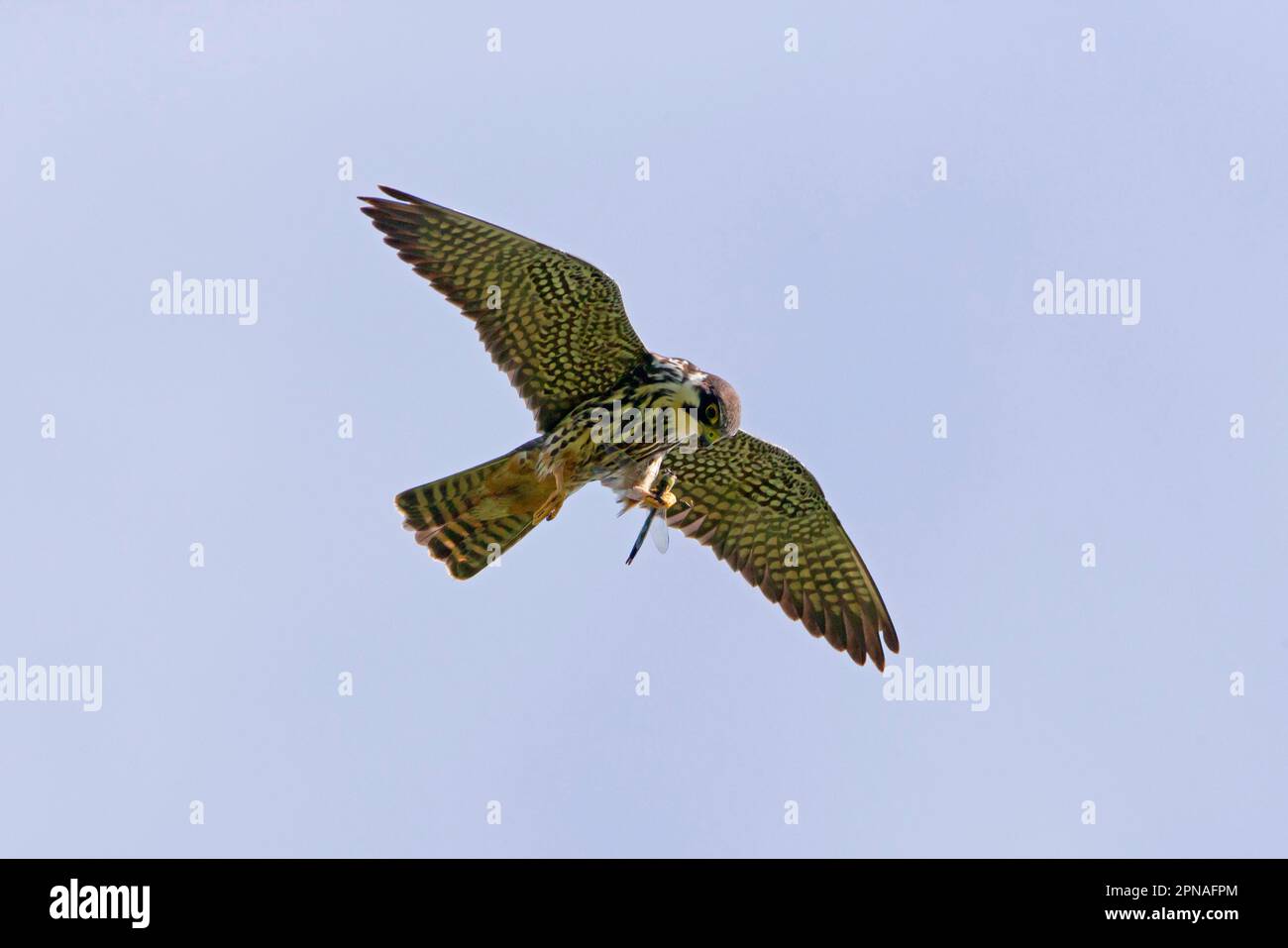 Dragonfly hive hi-res stock photography and images - Alamy