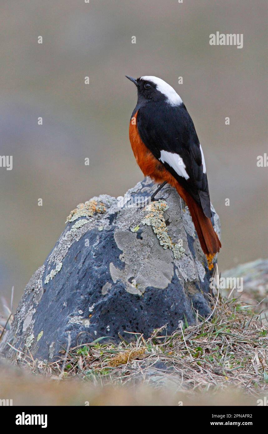 White-winged Redstart (Pheonicurus erythrogaster) adult male, perched ...