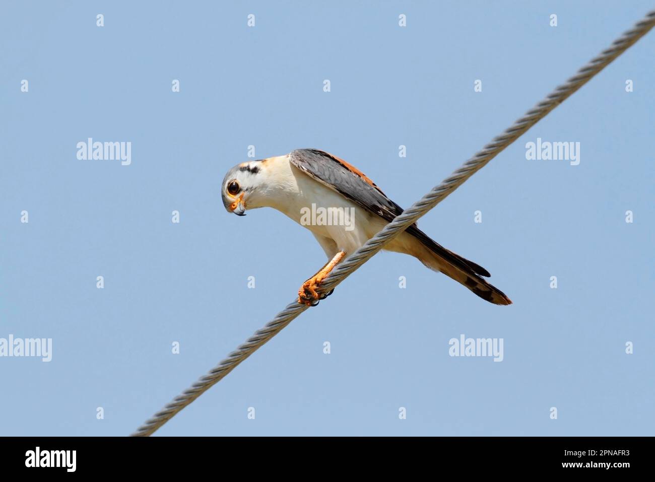 American Common Kestrel (Falco sparverius), adult male, perched on ...