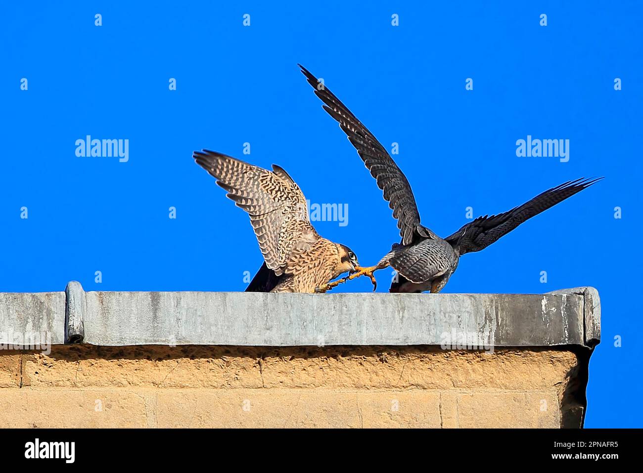 Peregrine Falcon (Falco peregrinus) adult and juvenile, juvenile ...