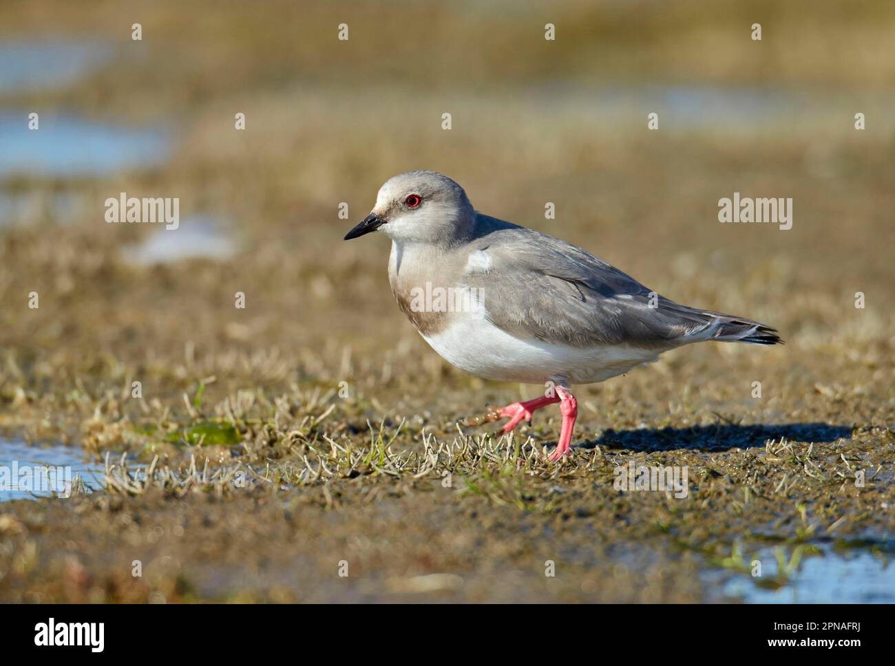 Adult magellanic plover (Pluvianellus socialis) running along the water ...