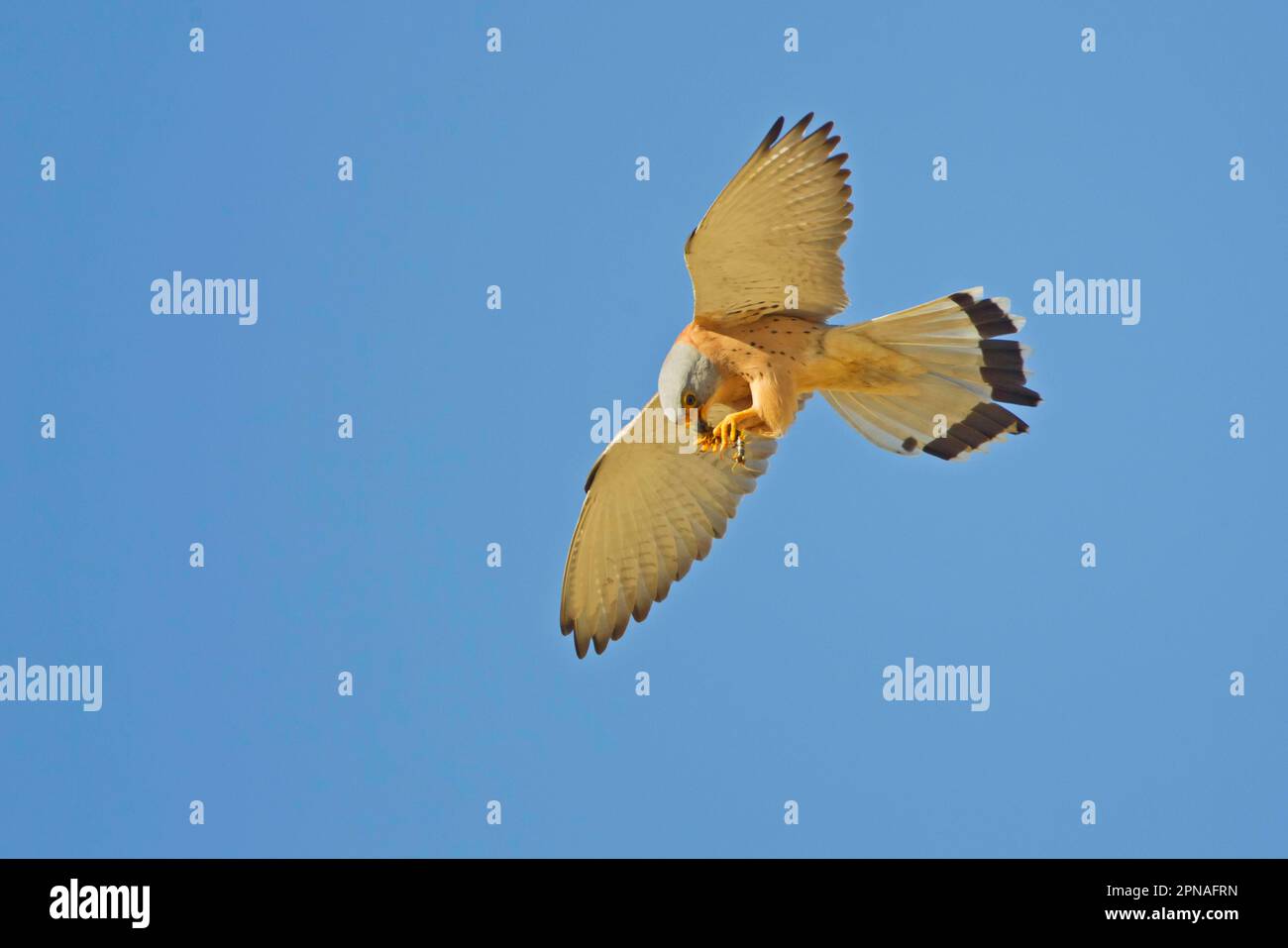 Lesser lesser Common Kestrel (Falco naumanni), adult male, in flight ...