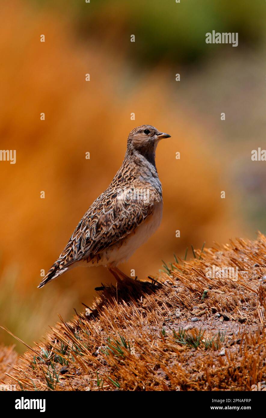 Grey-breasted Seedsnipe (Thinocorus orbignyianus) adult male, standing ...