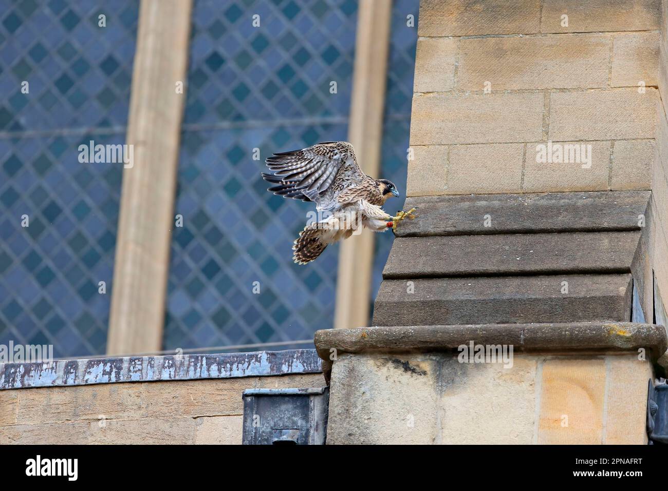 Peregrine Falcon (Falco peregrinus) juvenile, in flight, landing at ...