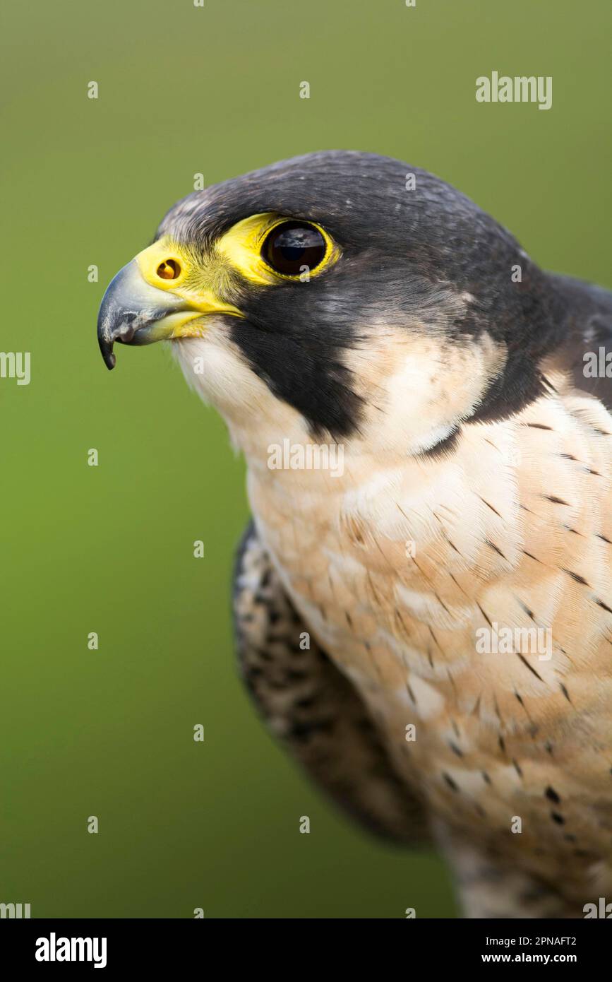 Peregrine falcon (Falco peregrinus) adult male, close-up of head ...