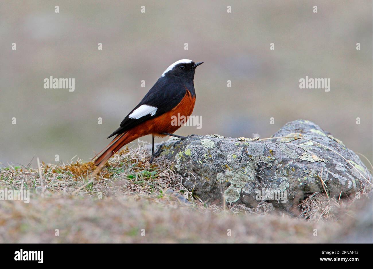 White-winged Redstart (Pheonicurus erythrogaster) adult male, perched ...