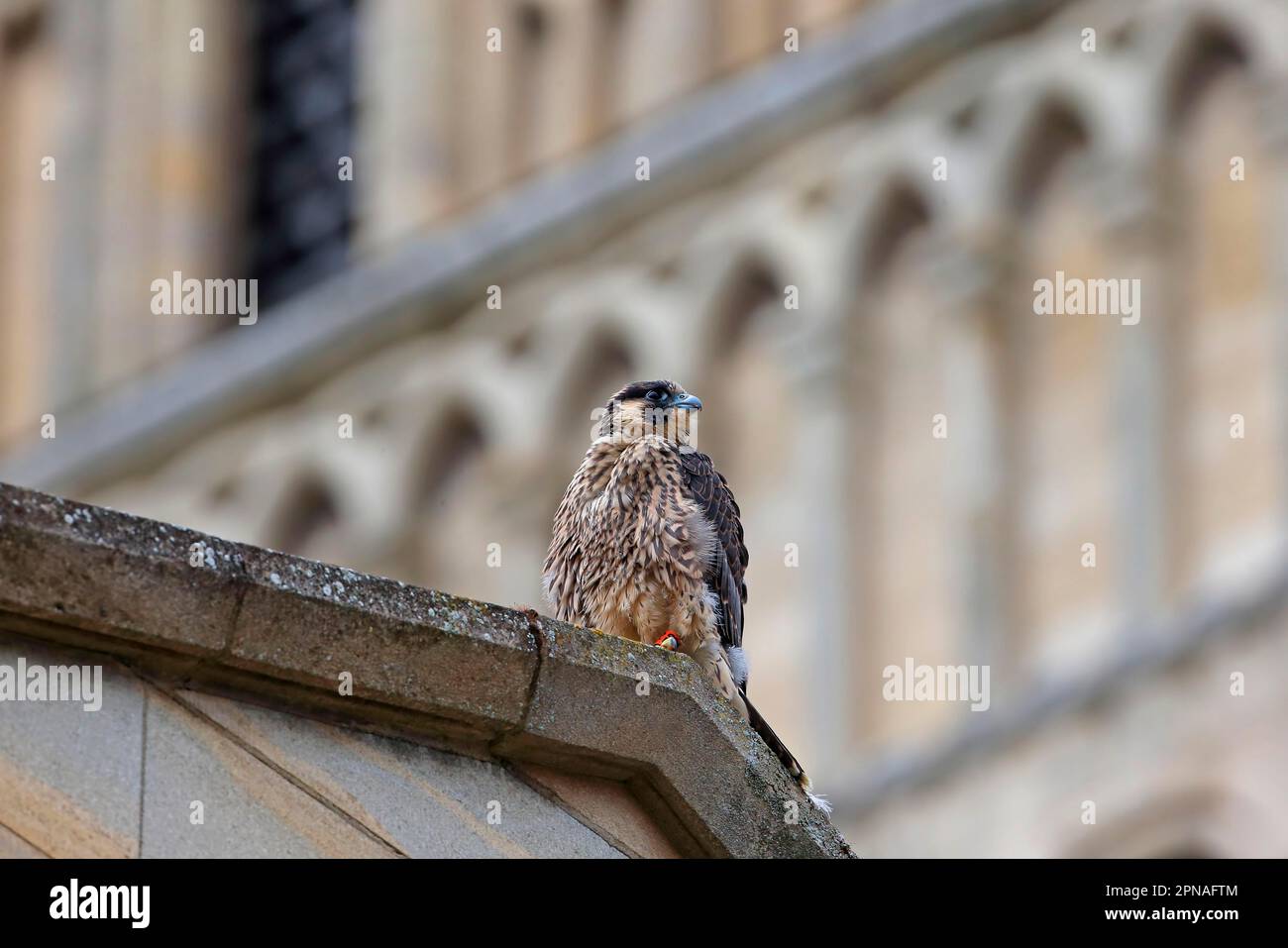 Peregrine Falcon (Falco peregrinus) juvenile, perched at cathedral ...