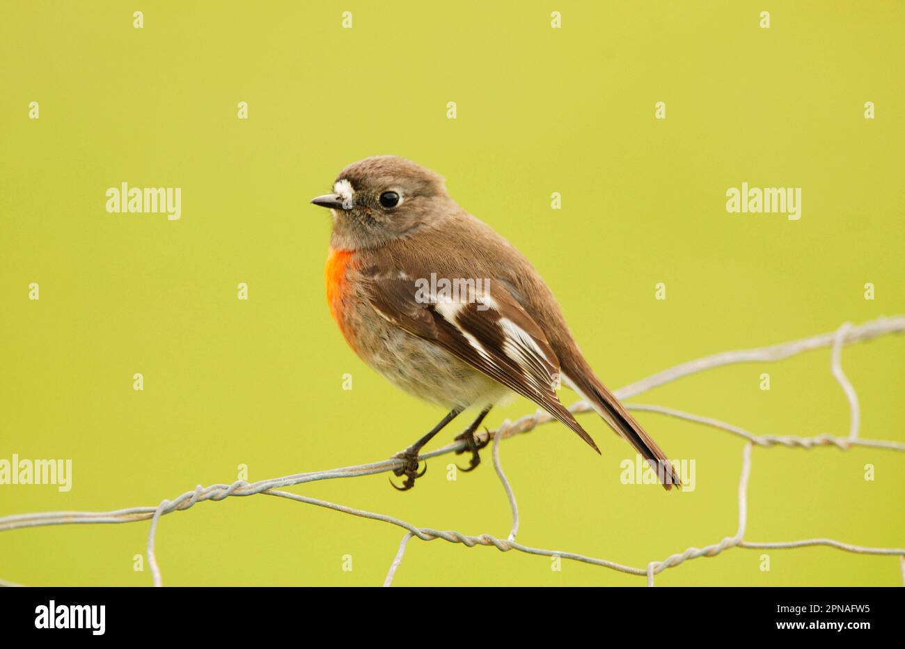 South sea scarlet flycatcher hi-res stock photography and images - Alamy