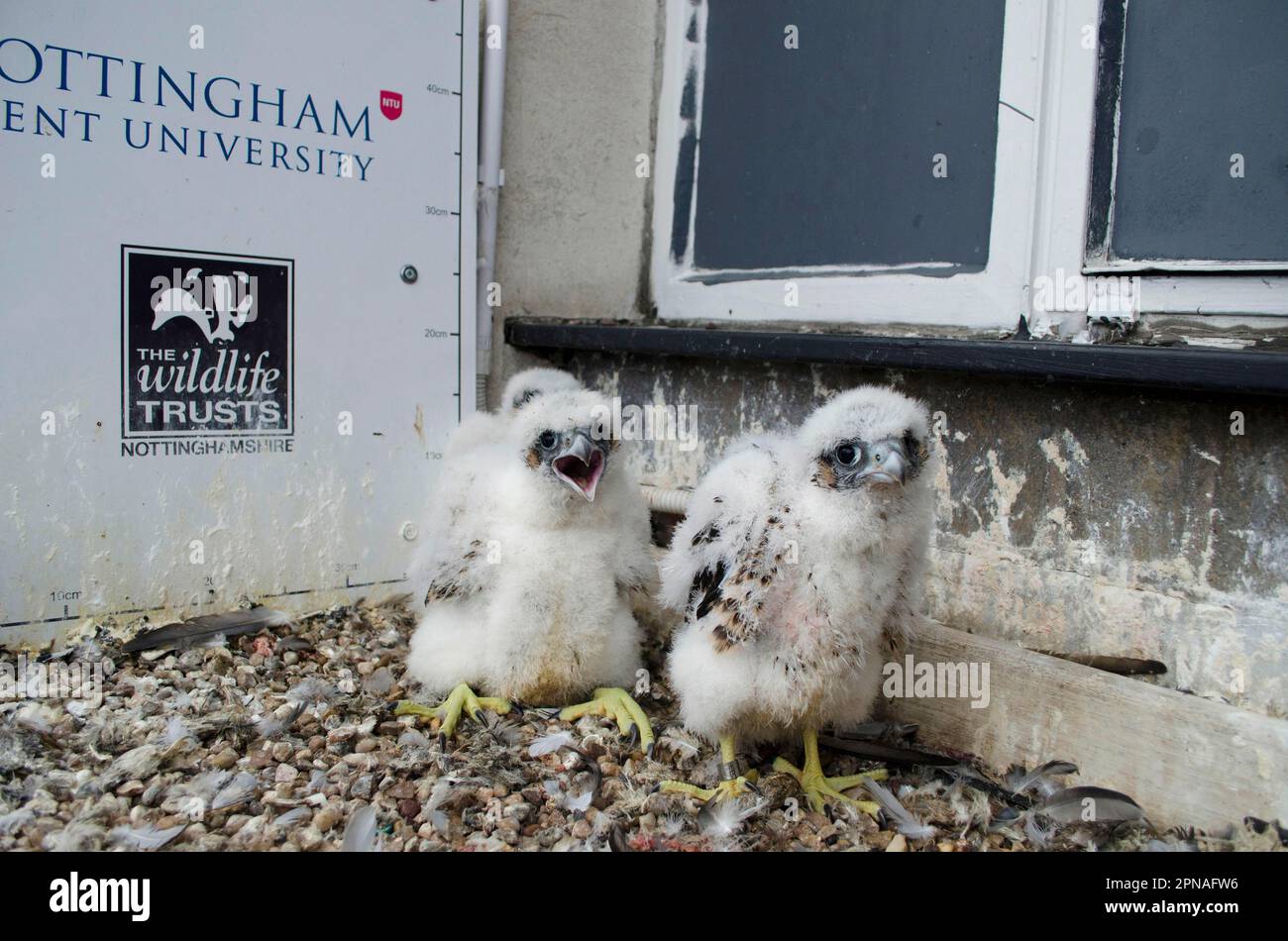 Peregrine falcon (Falco peregrinus) three chicks, in the nest on the ...