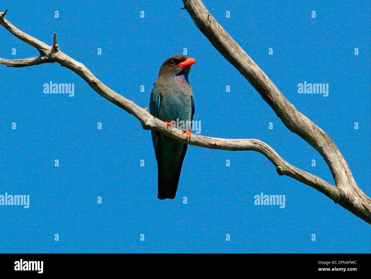 Dollarbird (Eurystomus orientalis) adult perched in dead tree ...