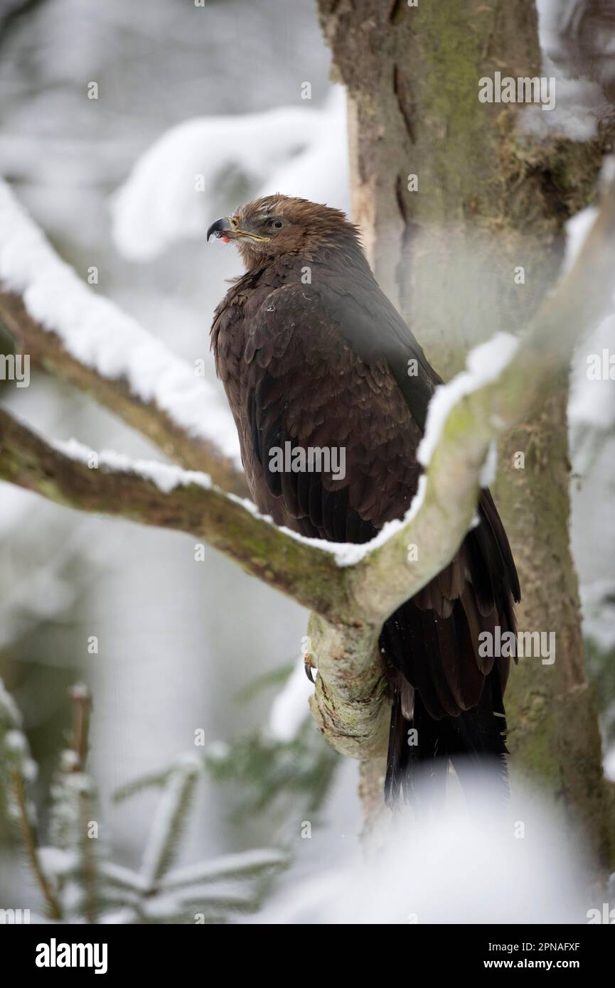 Lesser spotted eagle (Aquila pomarina Stock Photo - Alamy