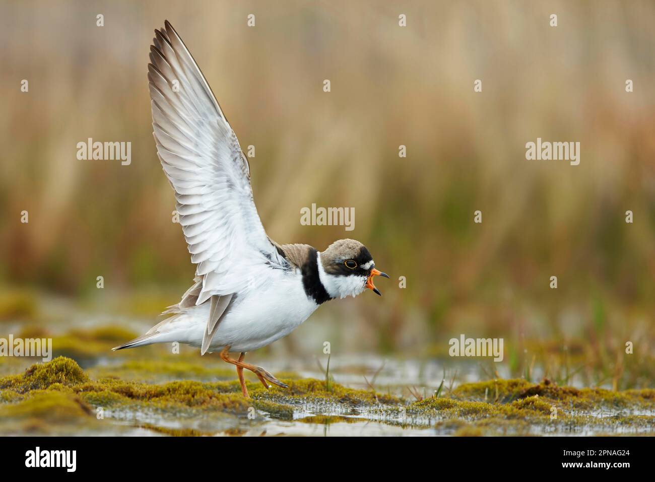 Semipalmated Plover (Charadrius semipalmatus) adult, breeding plumage ...