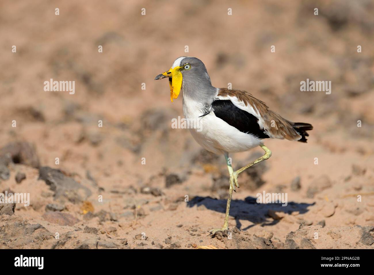 White-headed Lapwing (Vanellus albiceps) adult, standing on sand, Chobe ...