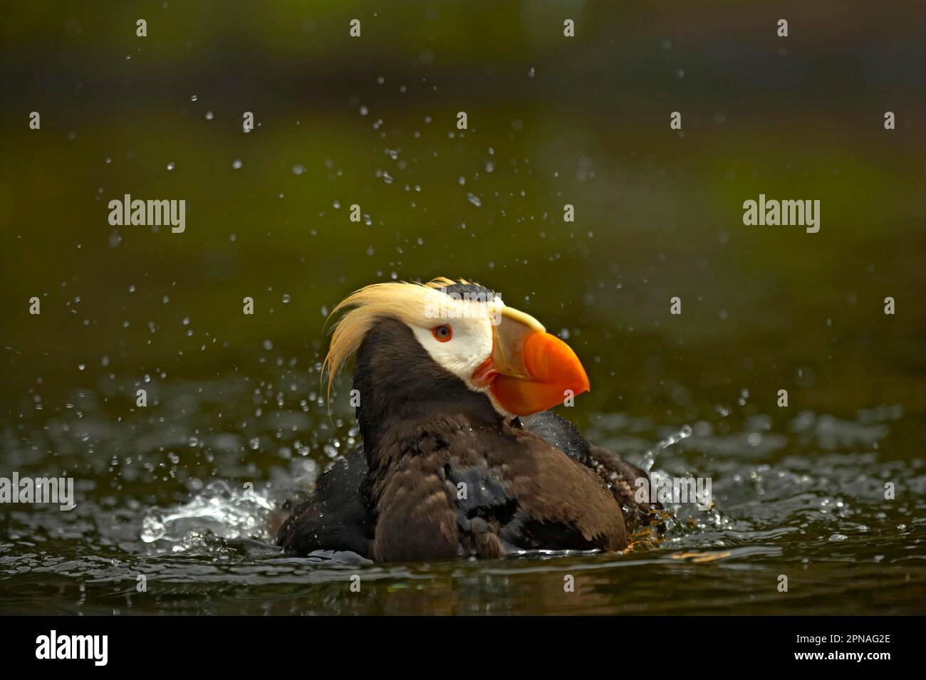 Lunda cirrhata, Yellow-crested Puffin (Fratercula cirrhata), Schopflund ...