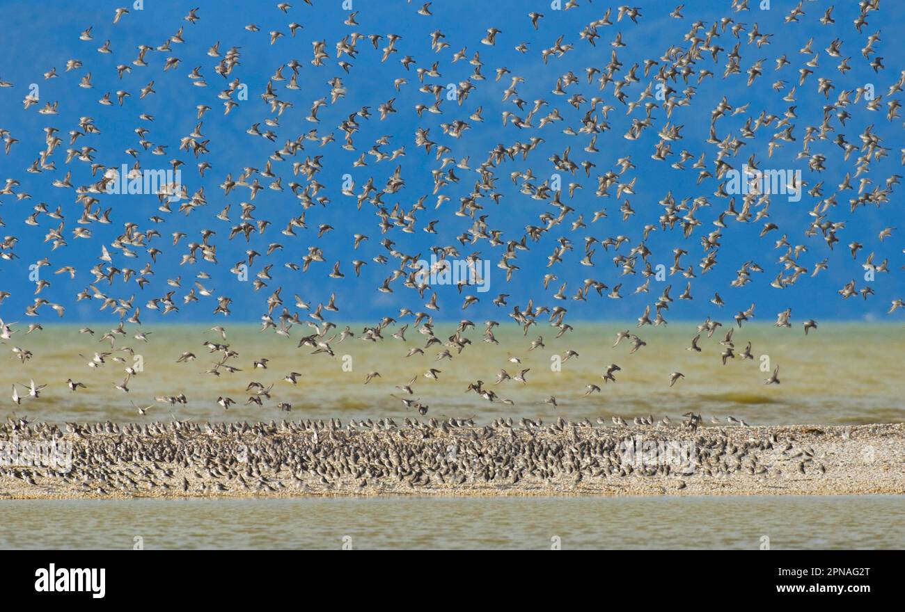 Wrybill (Anarhynchus frontalis), flock, fleeing across estuary, Miranda ...