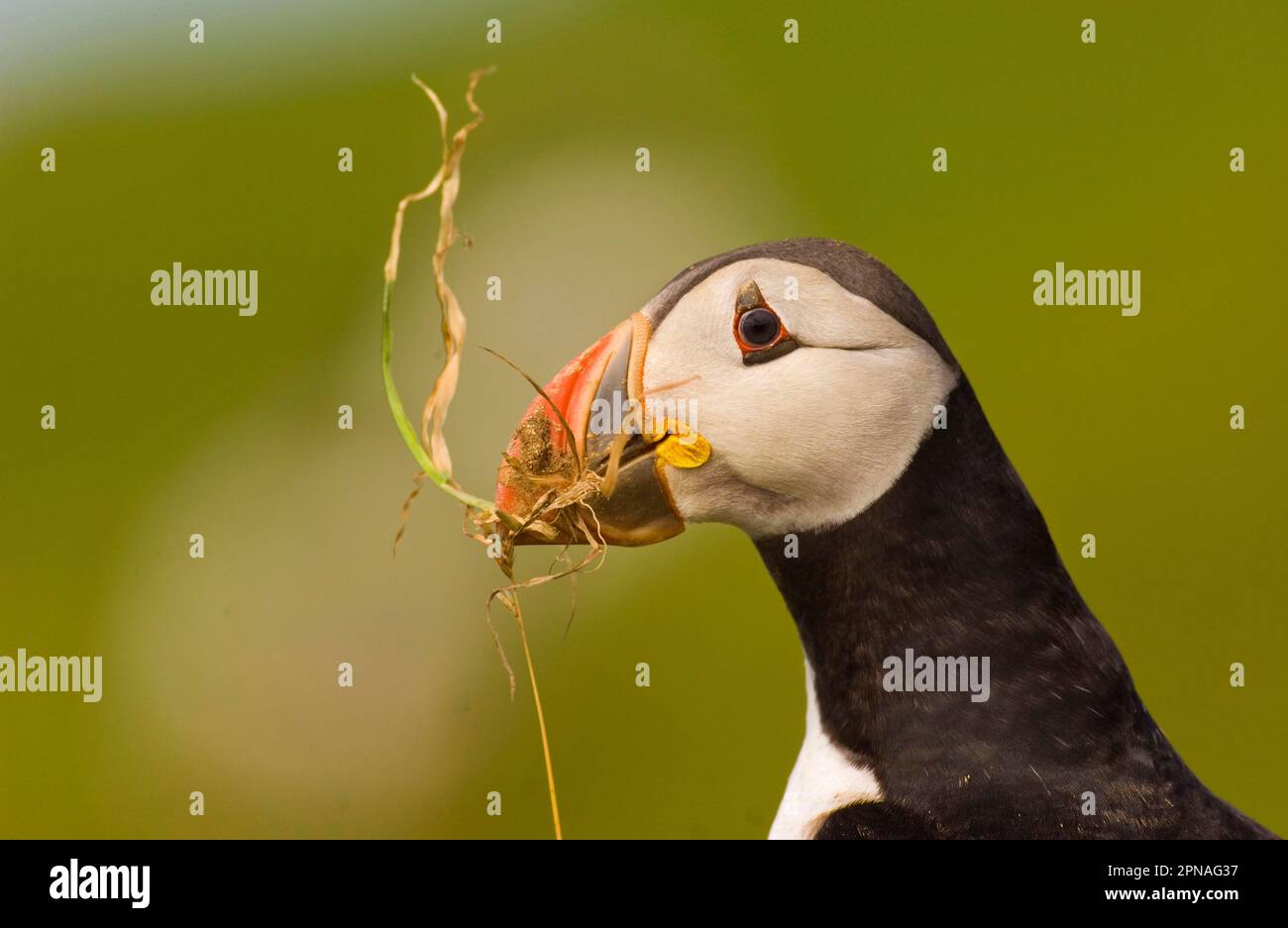 Atlantic Puffin (Fratercula arctica) adult, close-up of head, with ...