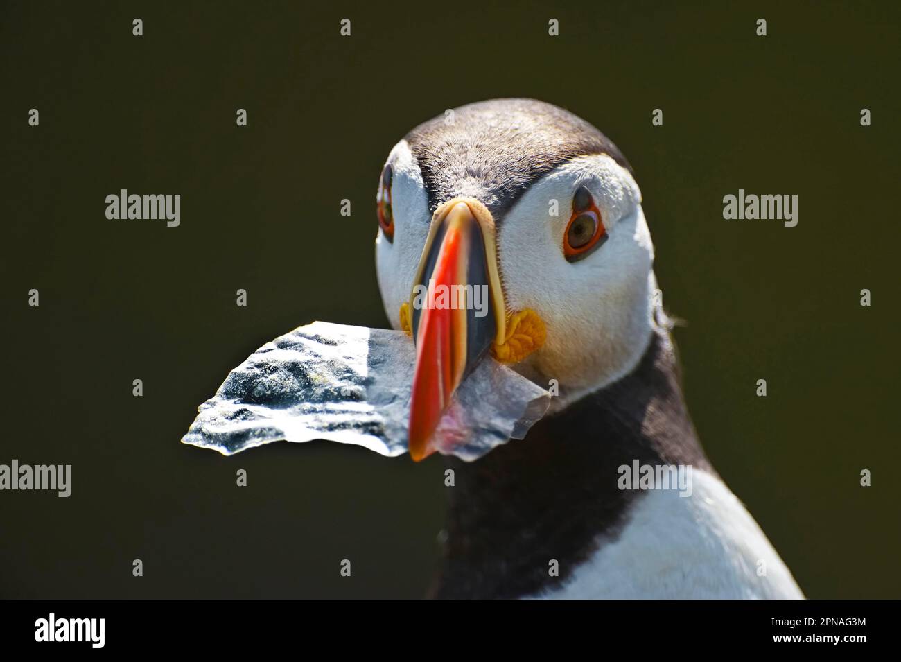 Puffin chick hi-res stock photography and images - Alamy