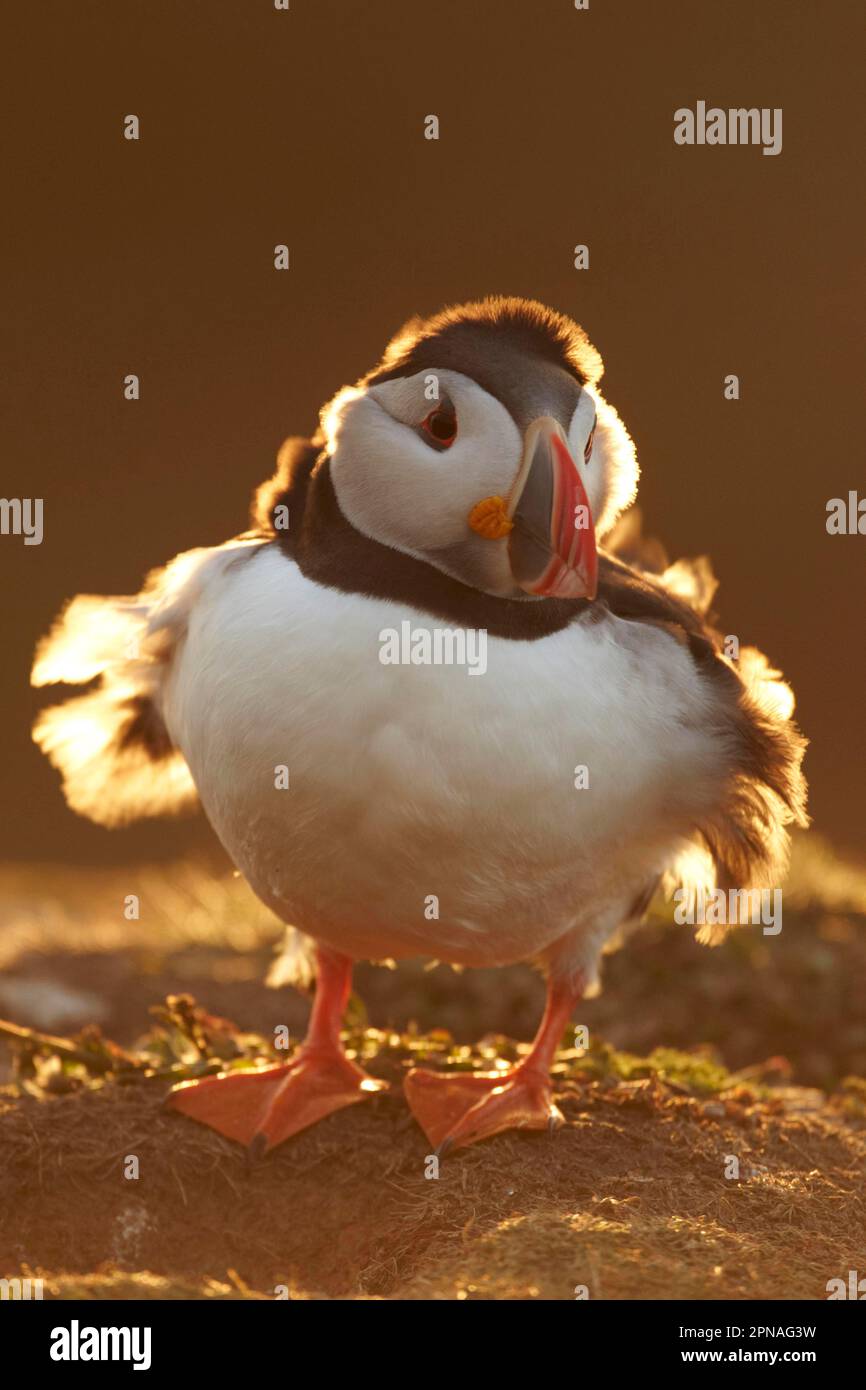 Windy feather hi-res stock photography and images - Alamy