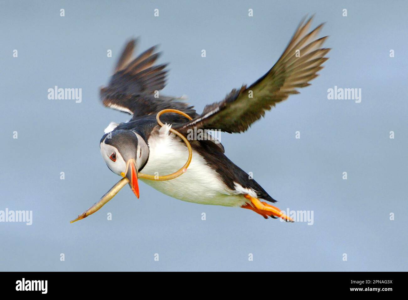 Snake pipefish scotland hi-res stock photography and images - Alamy
